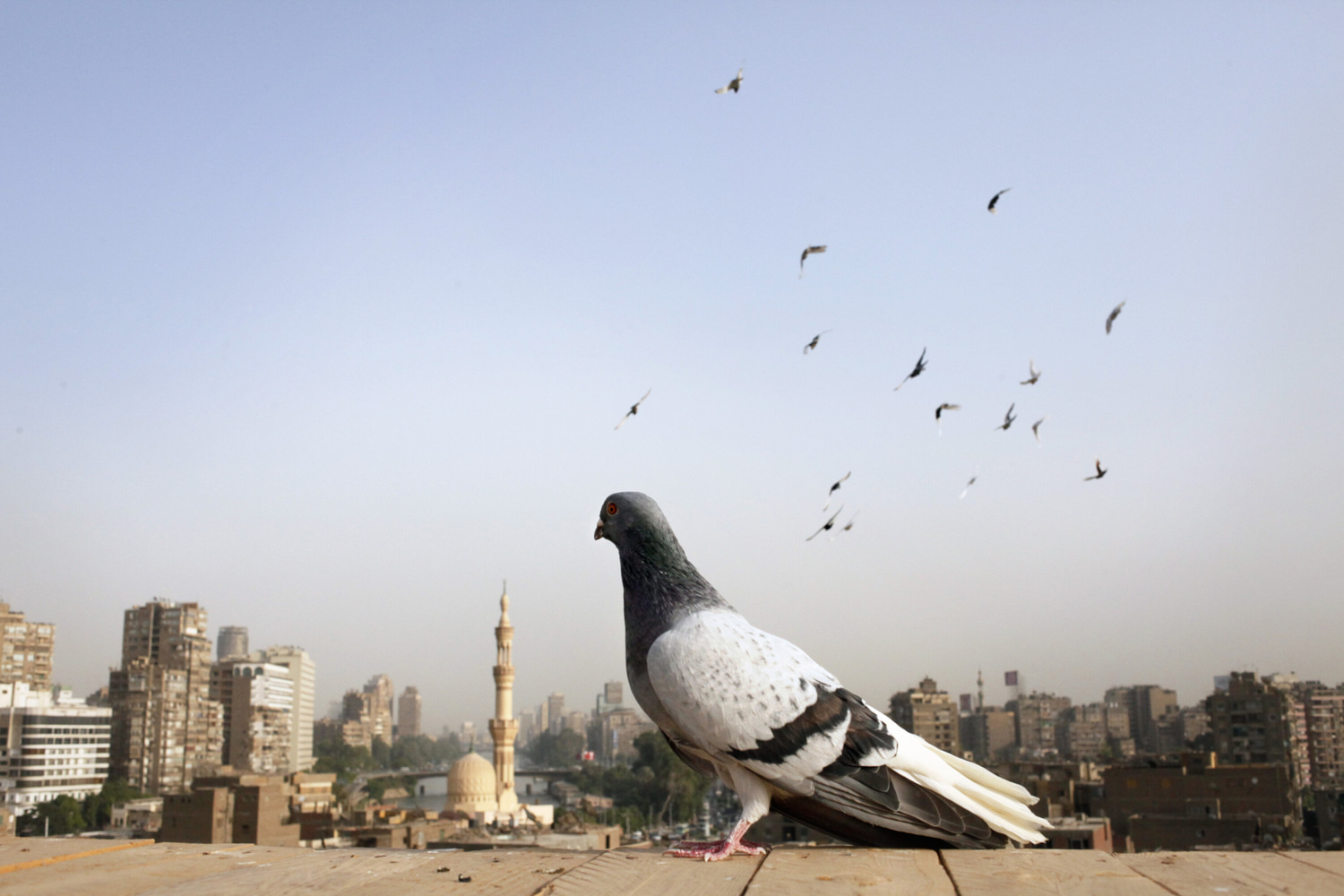 Capturing Avian Perspectives: Pigeon Photography – David Degner