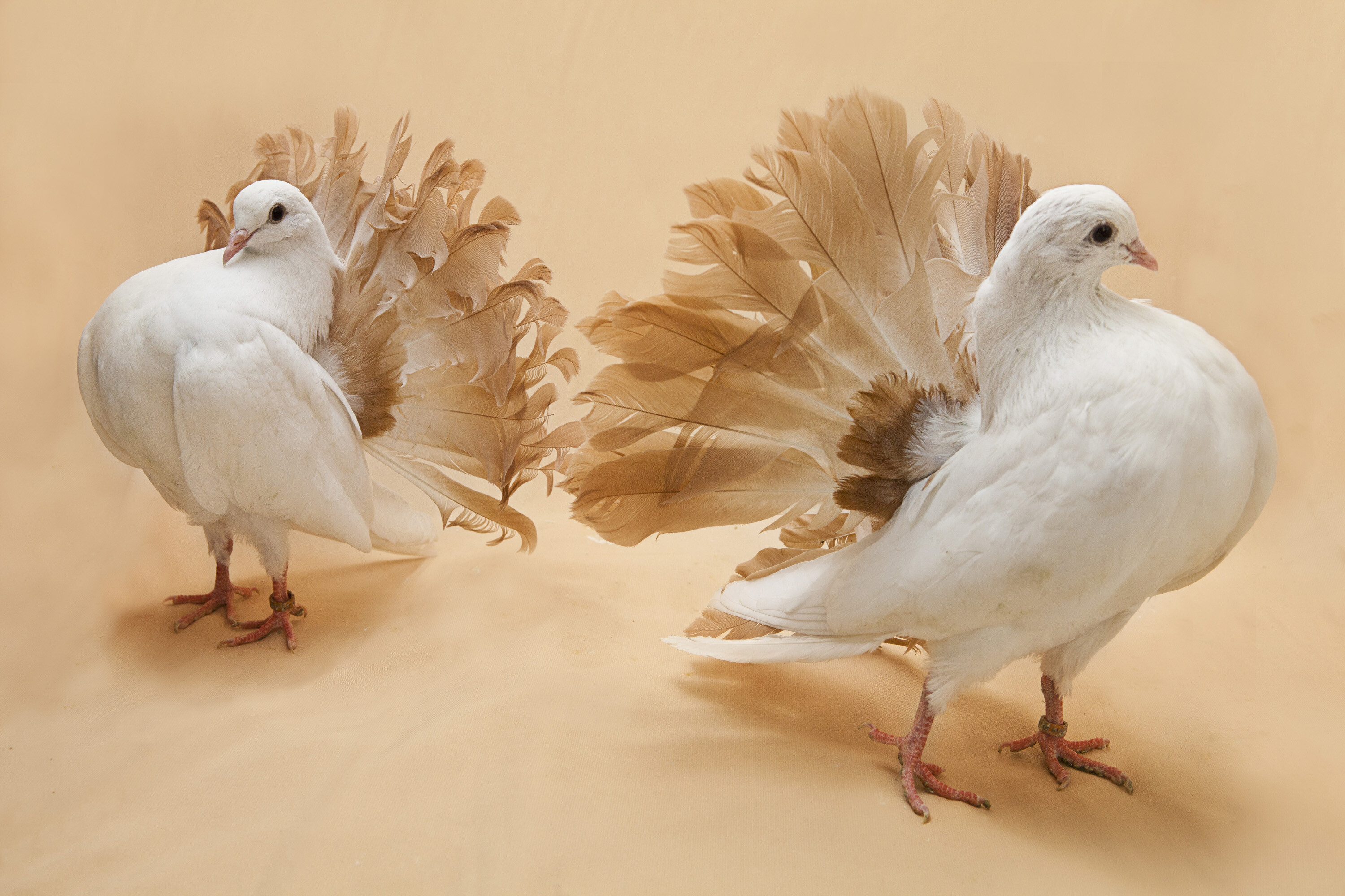 Fancy Pigeon Portraits of Egyptian Pigeon Breeds - David Degner
