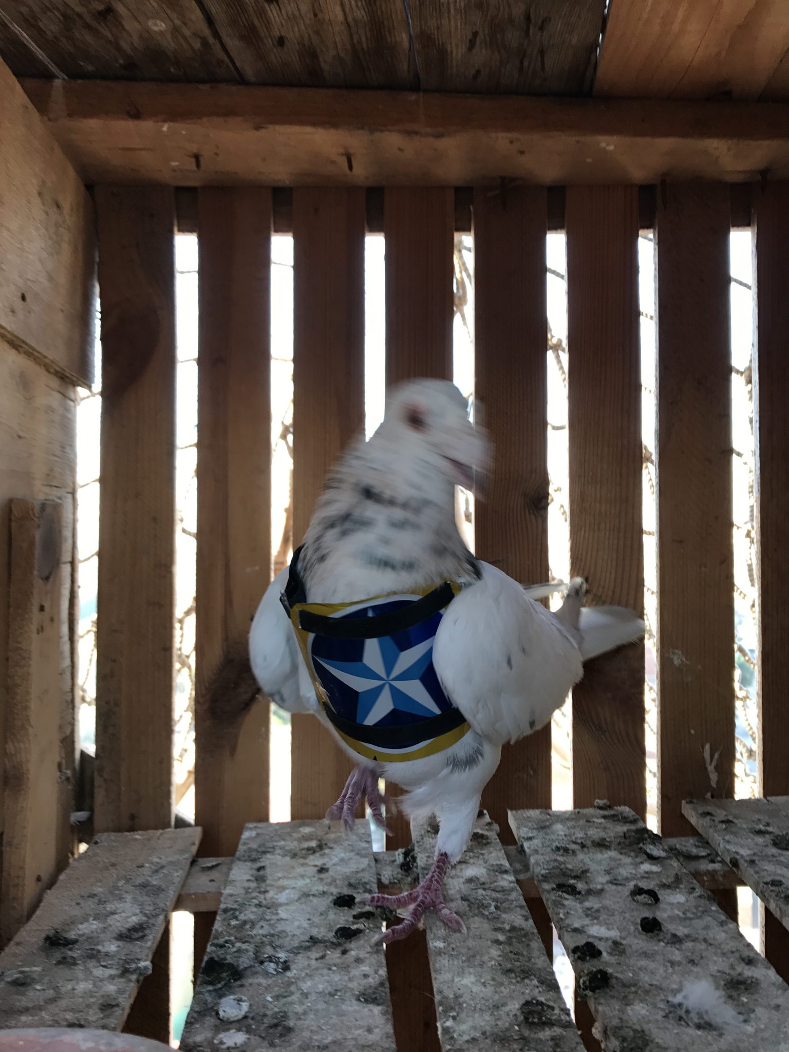 Capturing Avian Perspectives: Pigeon Photography – David Degner