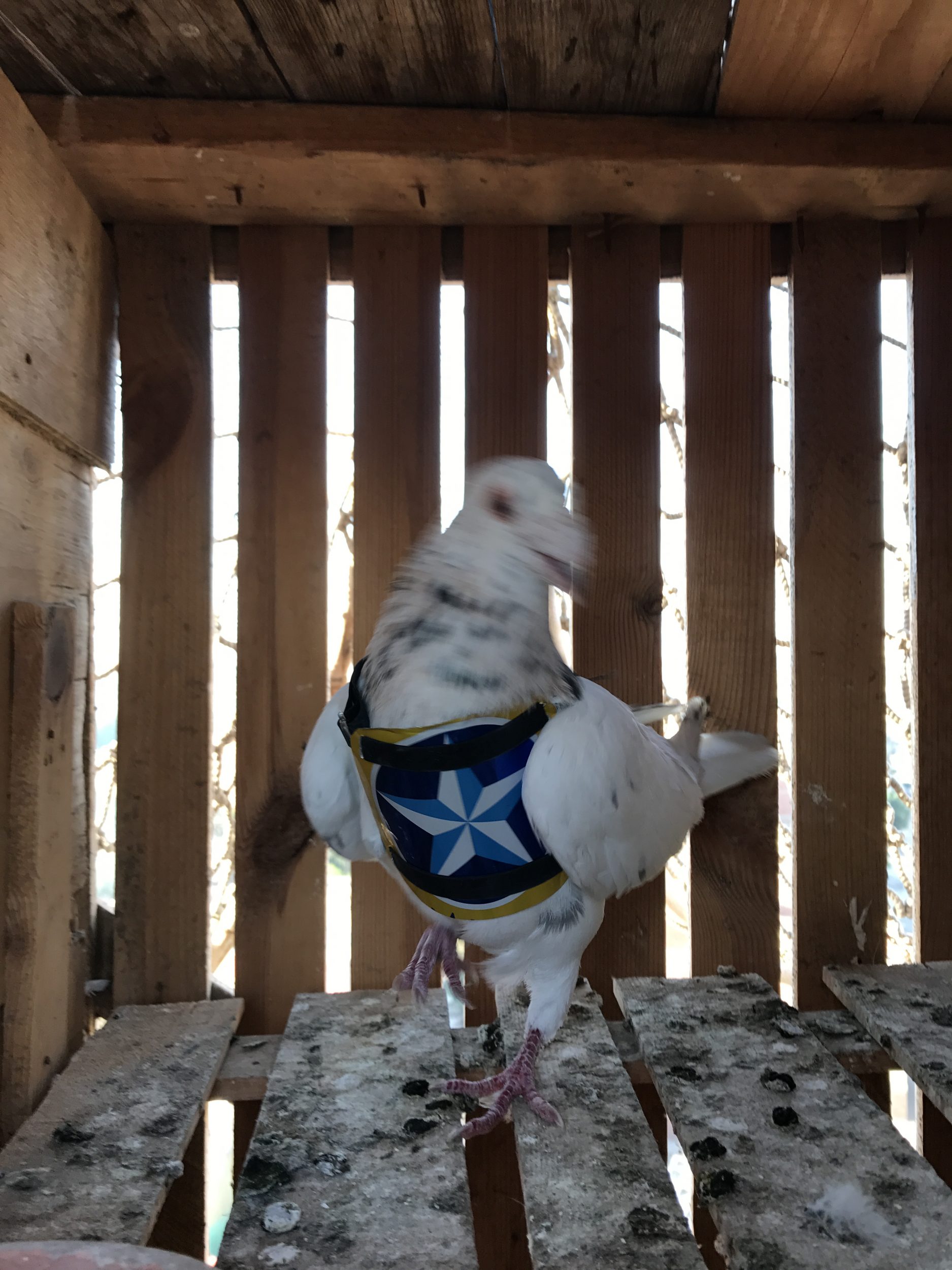 Capturing Avian Perspectives: Pigeon Photography – David Degner
