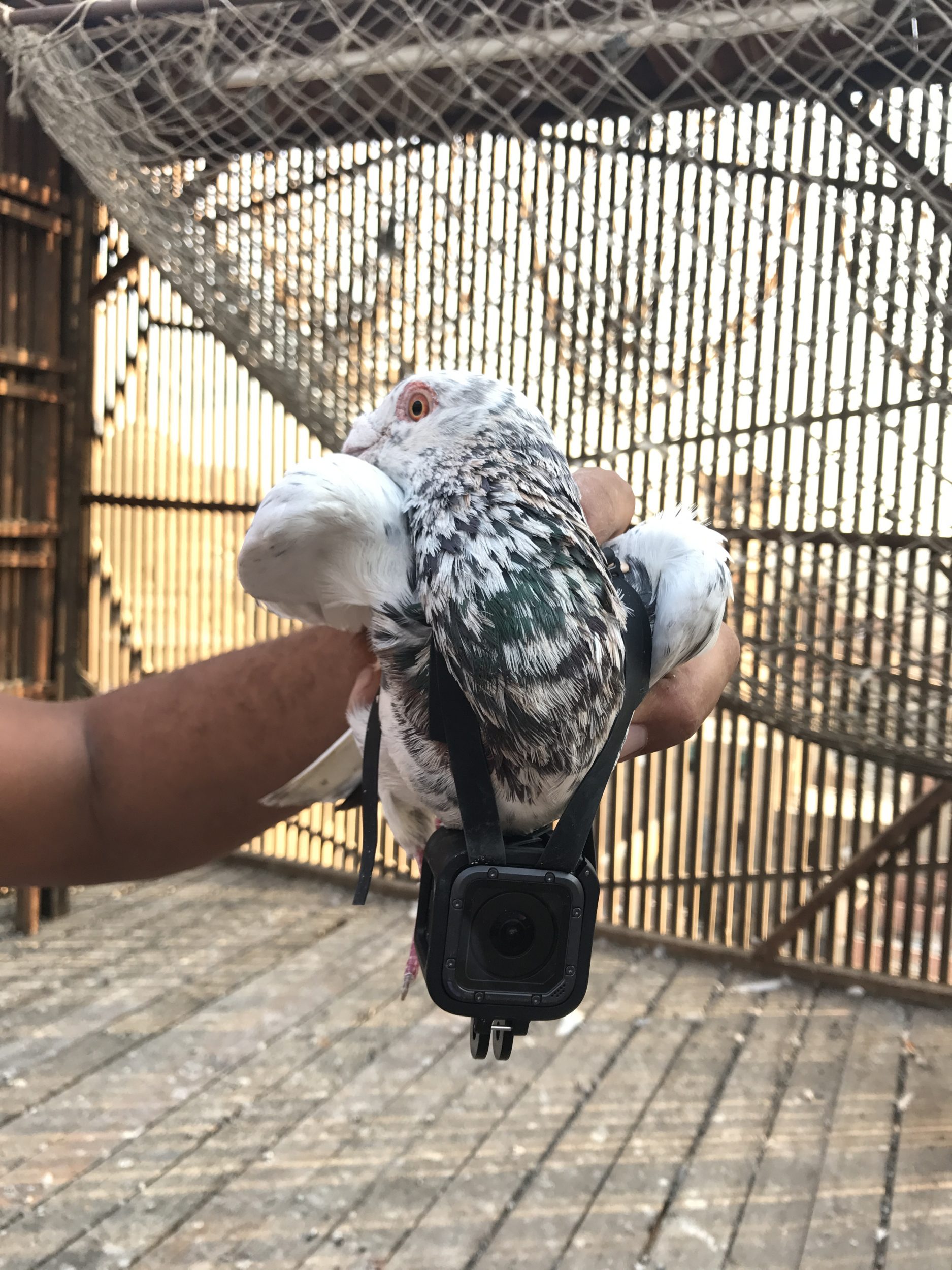 Capturing Avian Perspectives: Pigeon Photography – David Degner