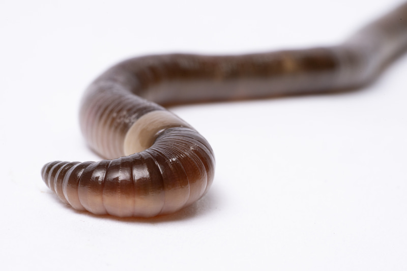 Asian Jumping Worms in New England – David Degner