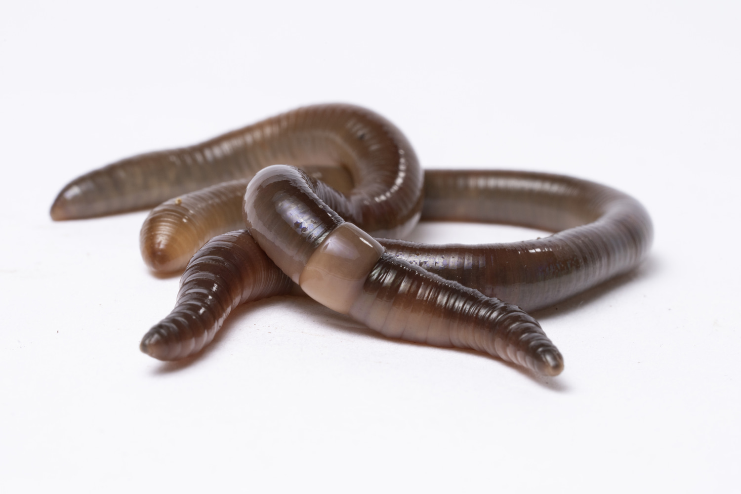 Asian Jumping Worms in New England – David Degner